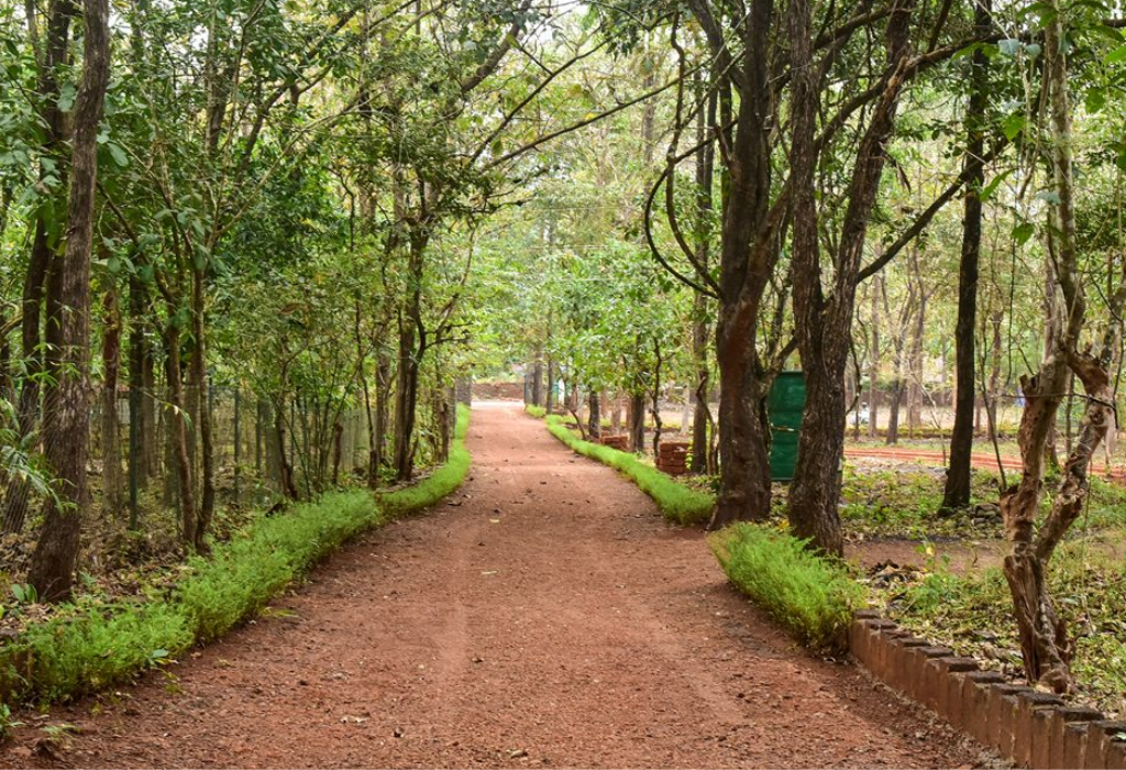 Exploring The Hidden Gems Of Goa At Mhadei Wildlife Sanctuary ...